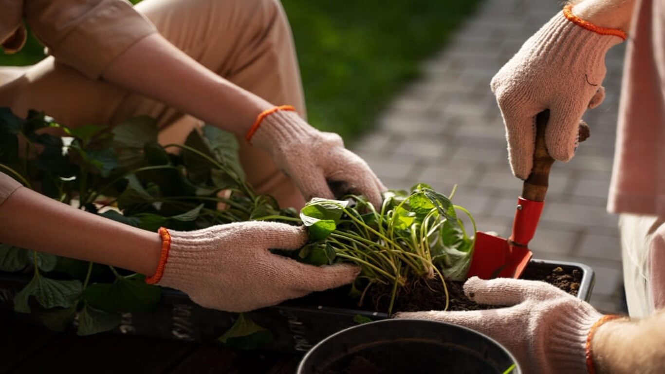 Gardening Tips for Beginners: 5 Common Gardening Mistakes to Avoid ...